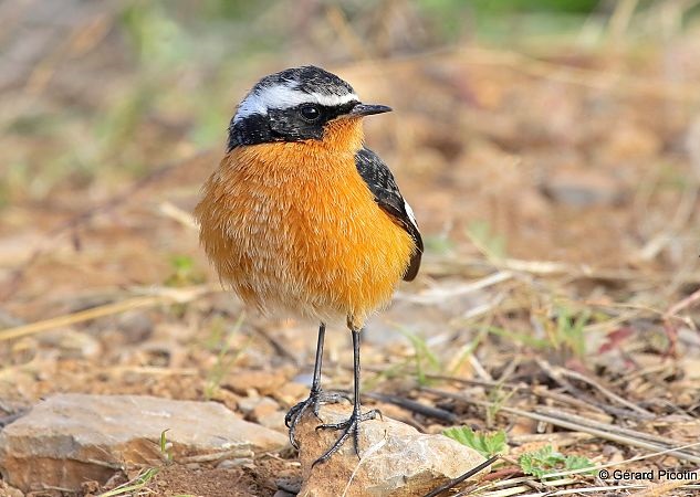Une observation remarquable d'un Rougequeue de Moussier réalisée par ...